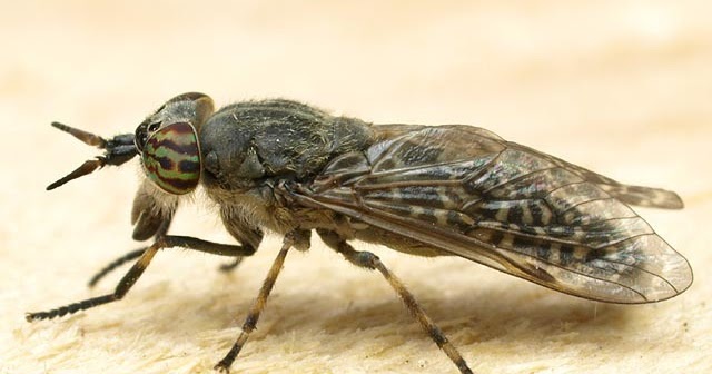 PARASITOS INTERNOS Y EXTERNOS EN EQUINOS