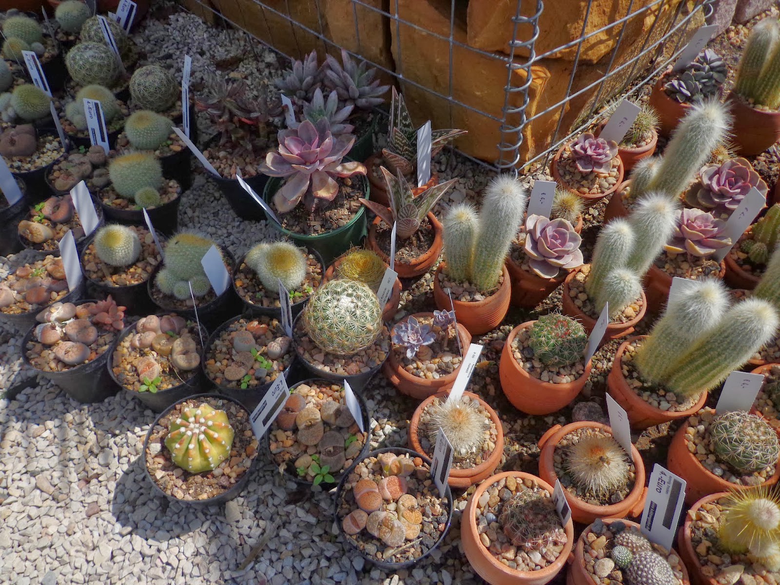 Prairiebreak: Pinky and the brain! "Springtime...for cactus...in ...