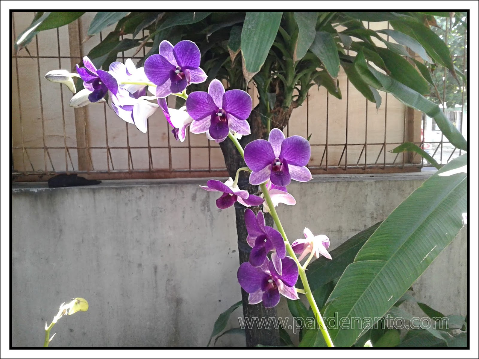 Jual anggrek di Jogja | PAKDE NANTO