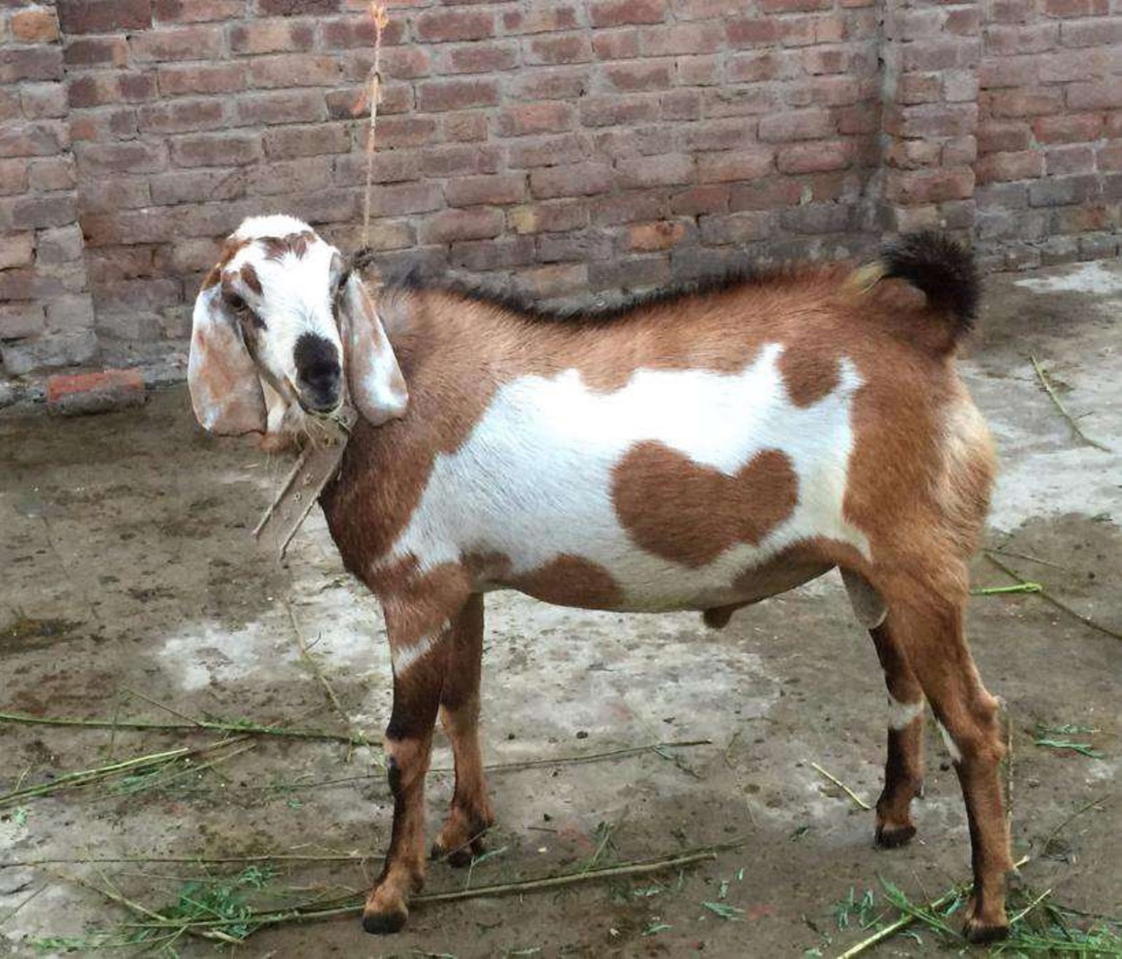 Eid Ul Azha Bakra Hd Wallpaper - Beautiful Desktop HD Wallpapers Download