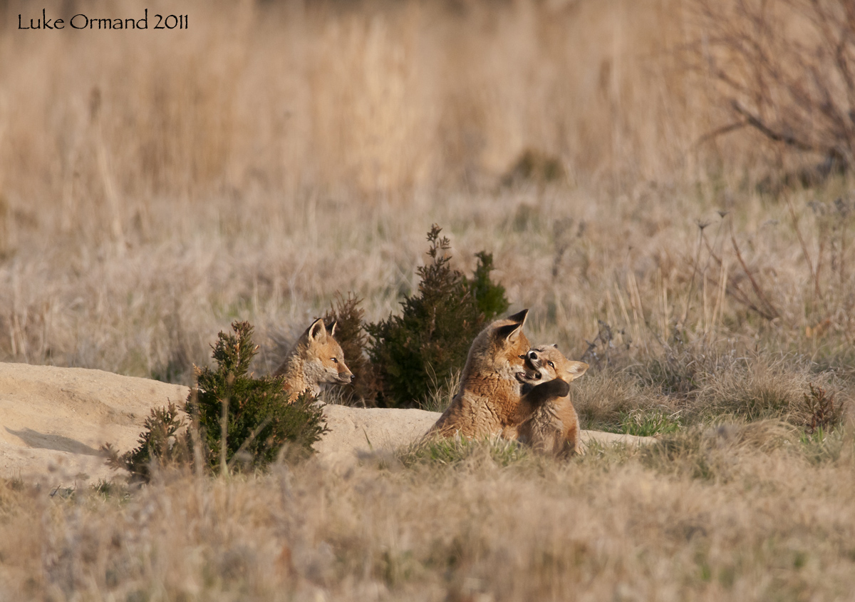 Wild Long Island Photography Blog: Red Fox Kits