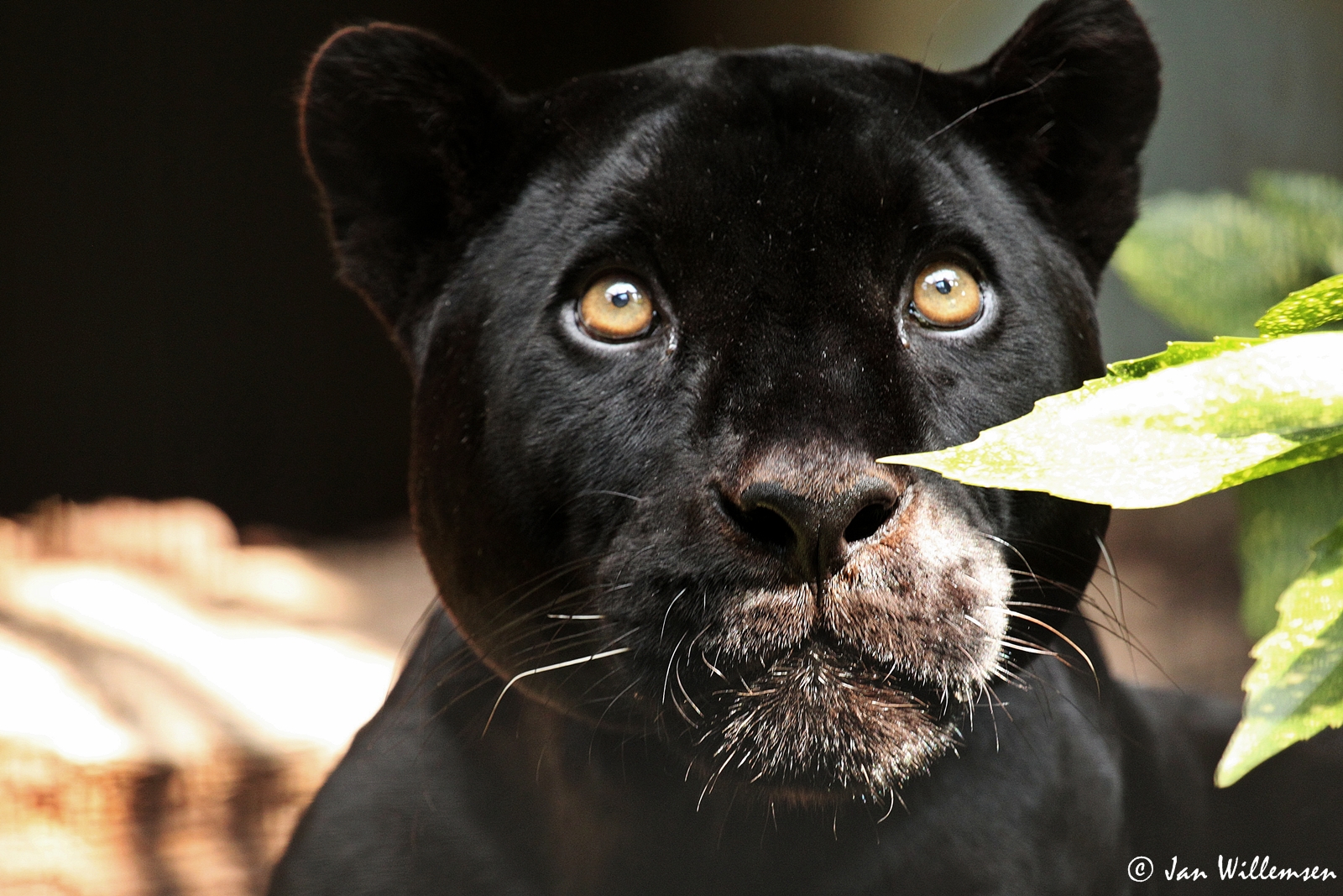 Jan Willemsen Fotografie: ZOO Artis Amsterdam