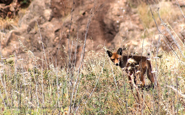 Currito (perro) y foxy (zorrito) dos pequeños juguetones que no se ...