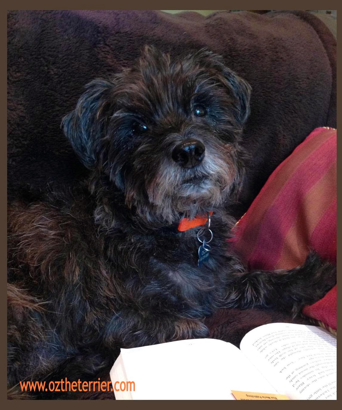 Recovered - The Shapeshifters' Library: Book 3 | Oz the Terrier ...