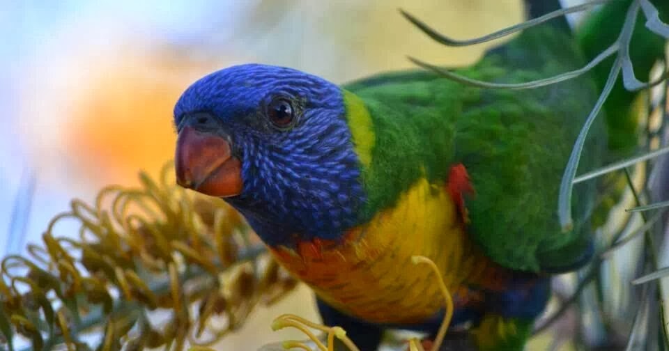 Kuanua Language: Kulinga