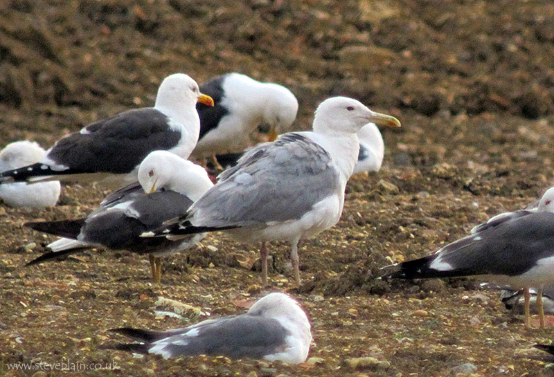 Bedsbirds Images Blog: Caspian Gull
