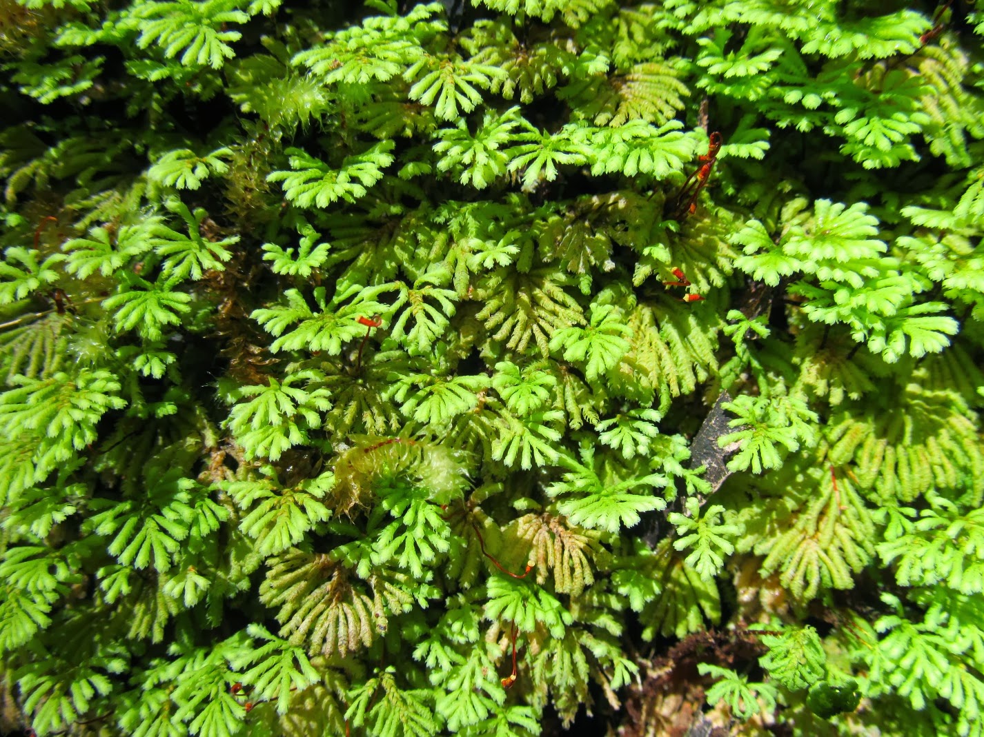 PhyloBotanist: Tasmania, part 4: Western Wilderness