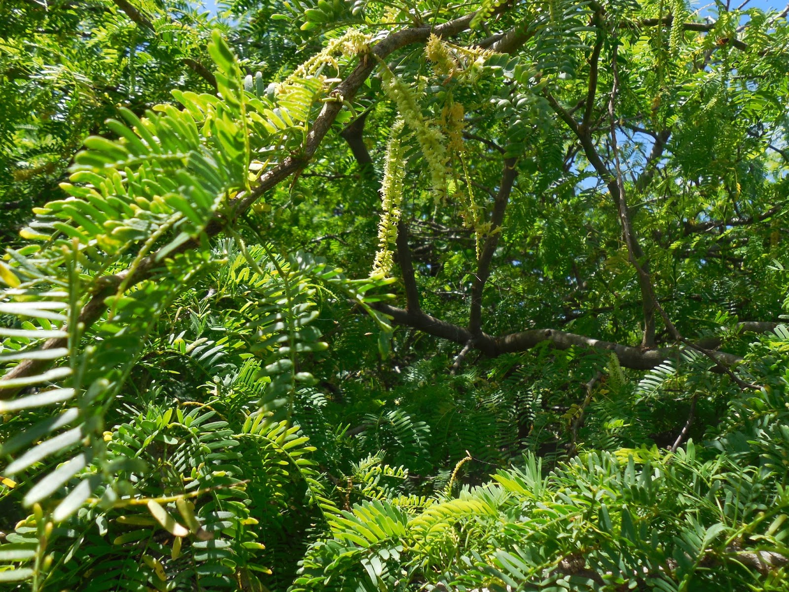 INVENTARIO DE ESPECIES EN EL SECTOR EL PASTILLO ISABELA, PUERTO RICO ...
