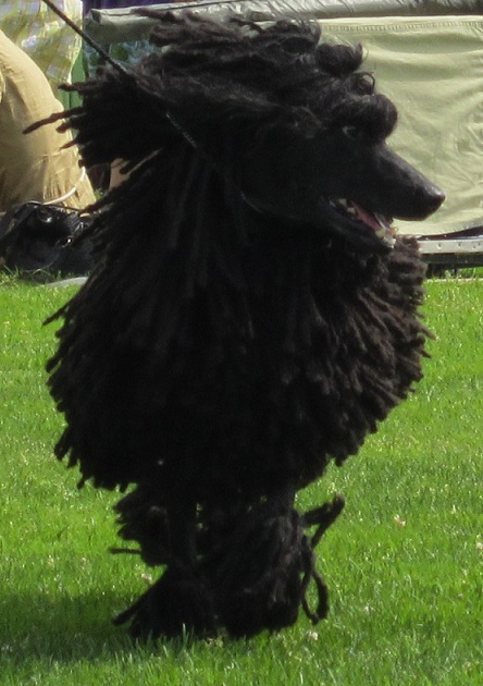 Cording poodles | Poodle Forum