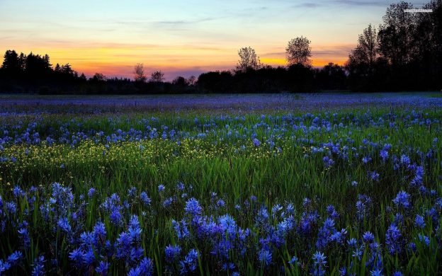 Flower Field Landscape Wallpaper HD Images 2017 ~ F7view