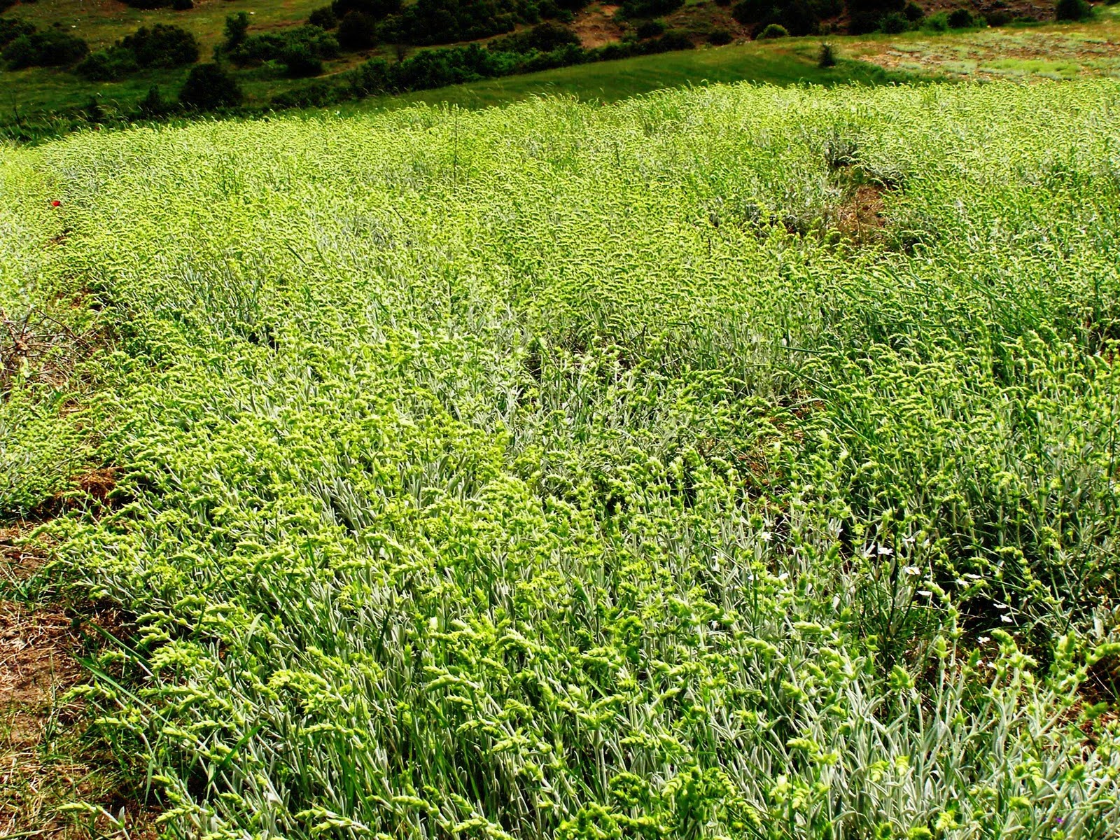 Βιολογικό Κτήμα Ζαβού: sideritis raeseri (boiss &heldr) Tσαι του βουνου