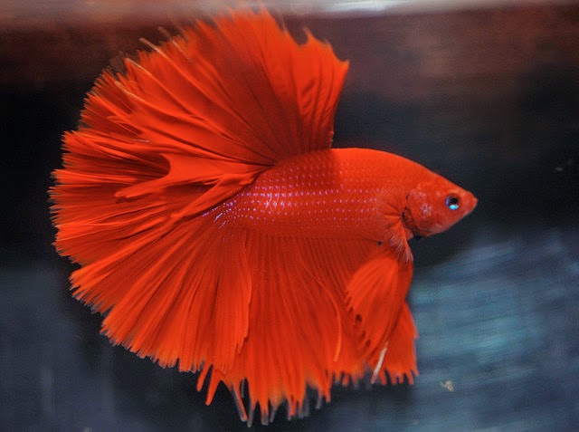 Ikan Cupang Si Cantik yang Pemberani ~ Serba Budidaya