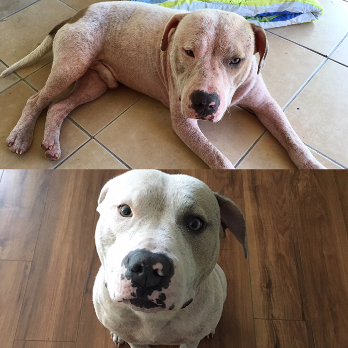 AWLQ Stray Animals Day Challenge - April 4 | Australian Dog Lover