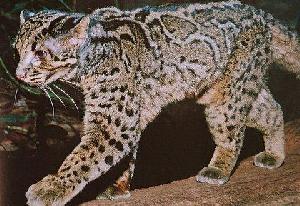 Breeds of domestic cats, and especially care for them: Marble cat: the ...