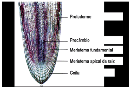 Você e as Ciências: Morfologia e Anatomia Vegetal