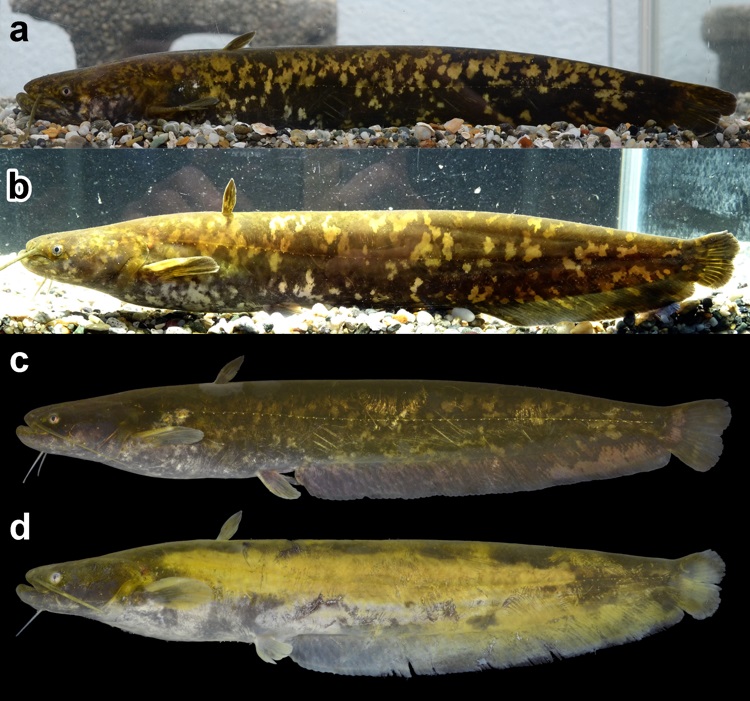 Species New to Science: [Ichthyology • 2018] Silurus tomodai • A New ...