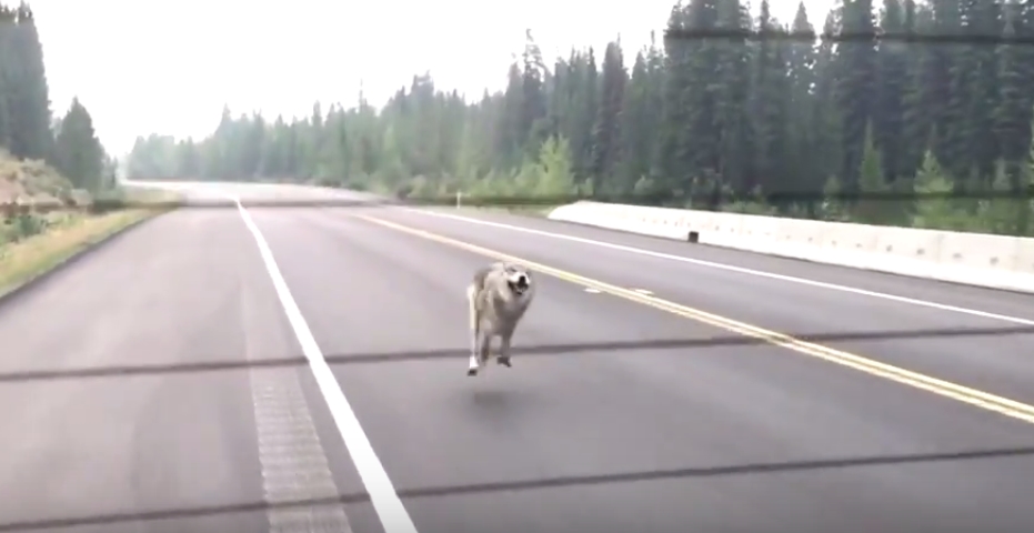 White Wolf : Encounter of a lifetime: Amazing footage shows a wild wolf ...