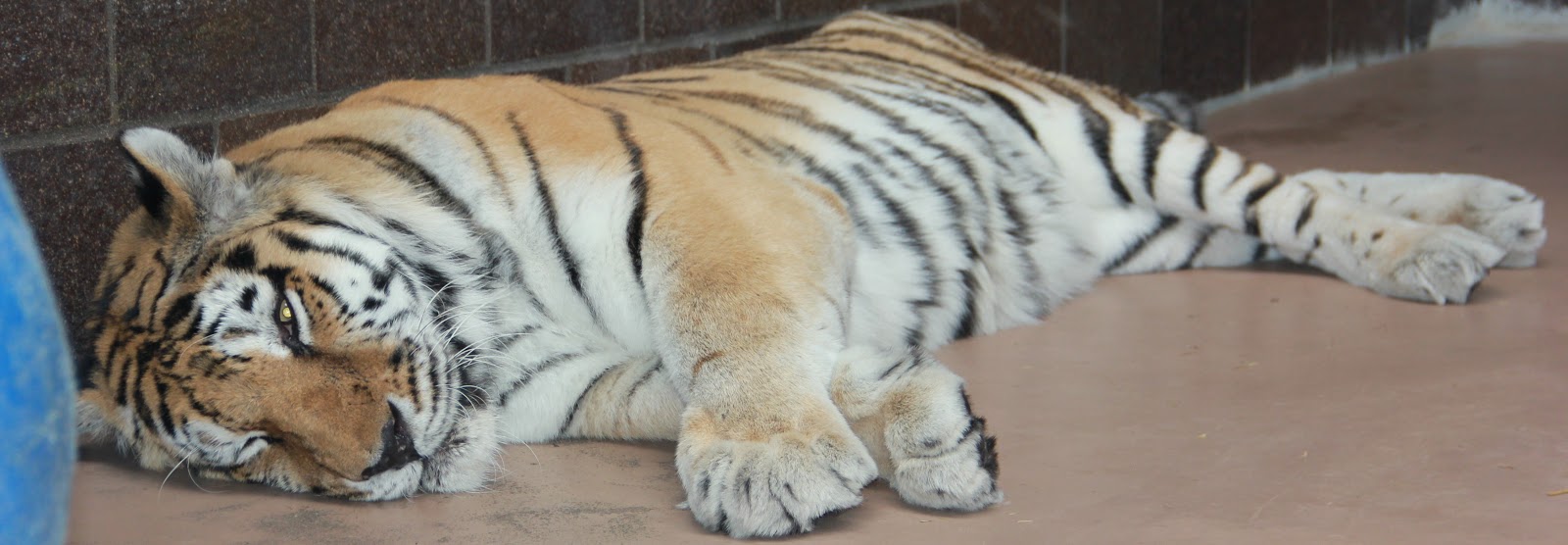 Terry Spear's Blog - Tigers, Vampires, Jaguars, Oh My! - February 09 ...