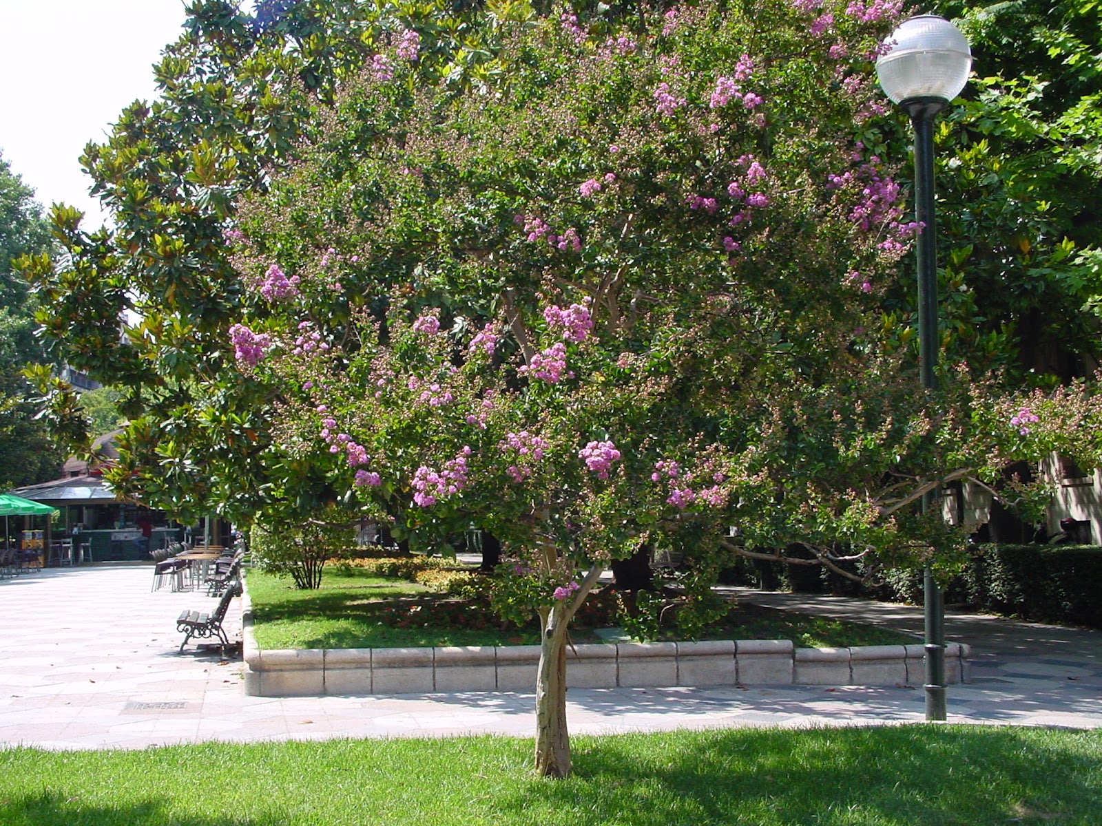 Jardineria Eladio Nonay: Jardinería Eladio Nonay: Árbol de Júpiter ...