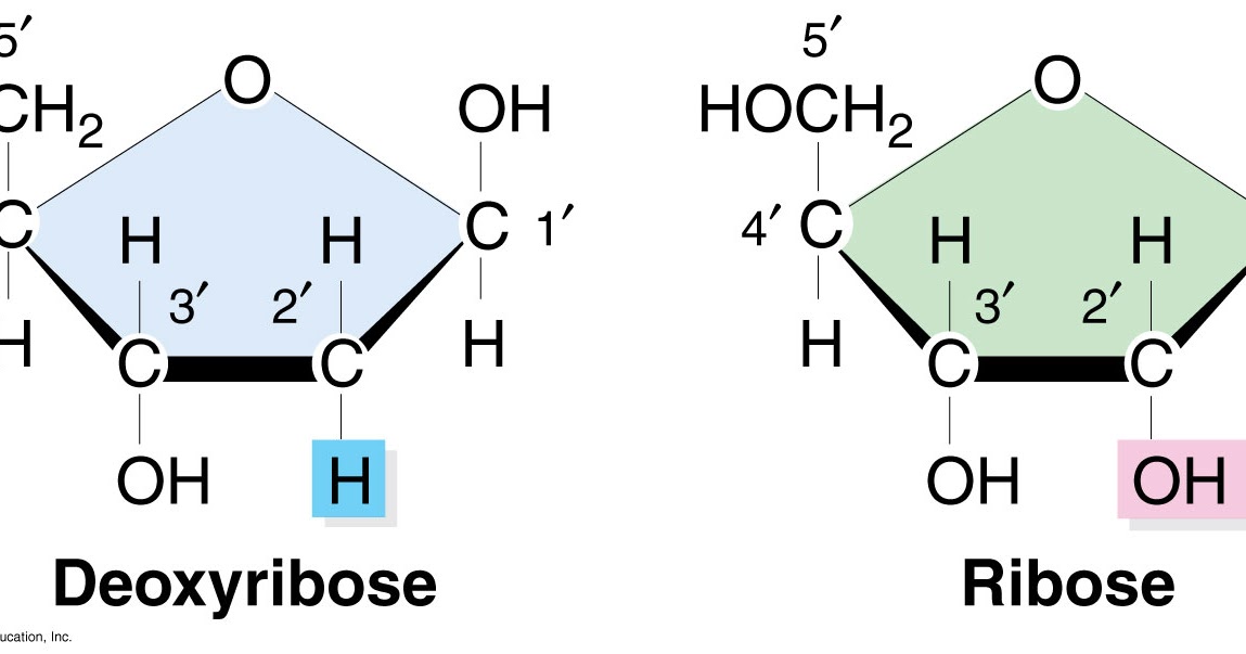 savvy-chemist: Condensation Polymers (4) DNA (DeoxyriboNucleic Acid)