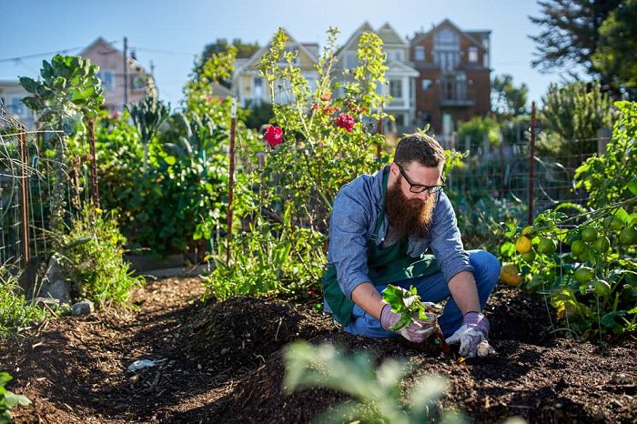 HUERTO URBANO: qué es, tipos, función, cómo empezar uno y qué cultivar HUERTO URBANO: qué es, tipos, función, cómo empezar uno y qué cultivar