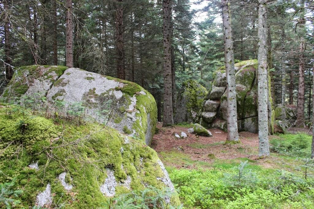 Le blog de Béa : mes dessins, photos, peintures...: Forêt de Mercoire ...