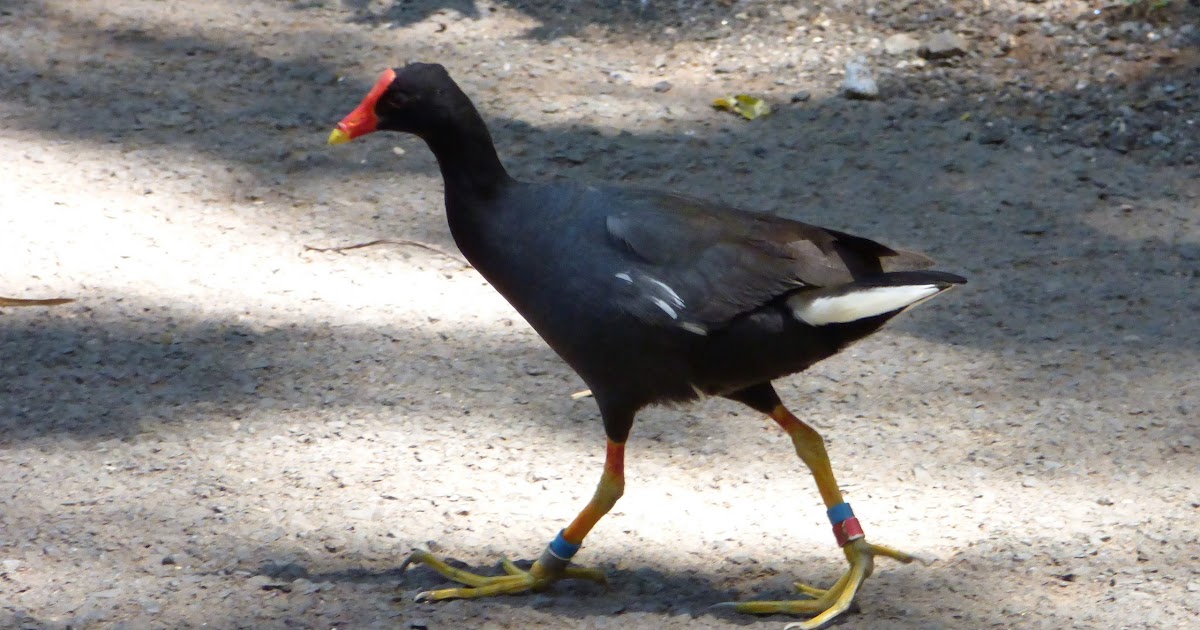 Geotripper's California Birds: ‘Alae ‘Ula in the Waimea Valley of Oahu