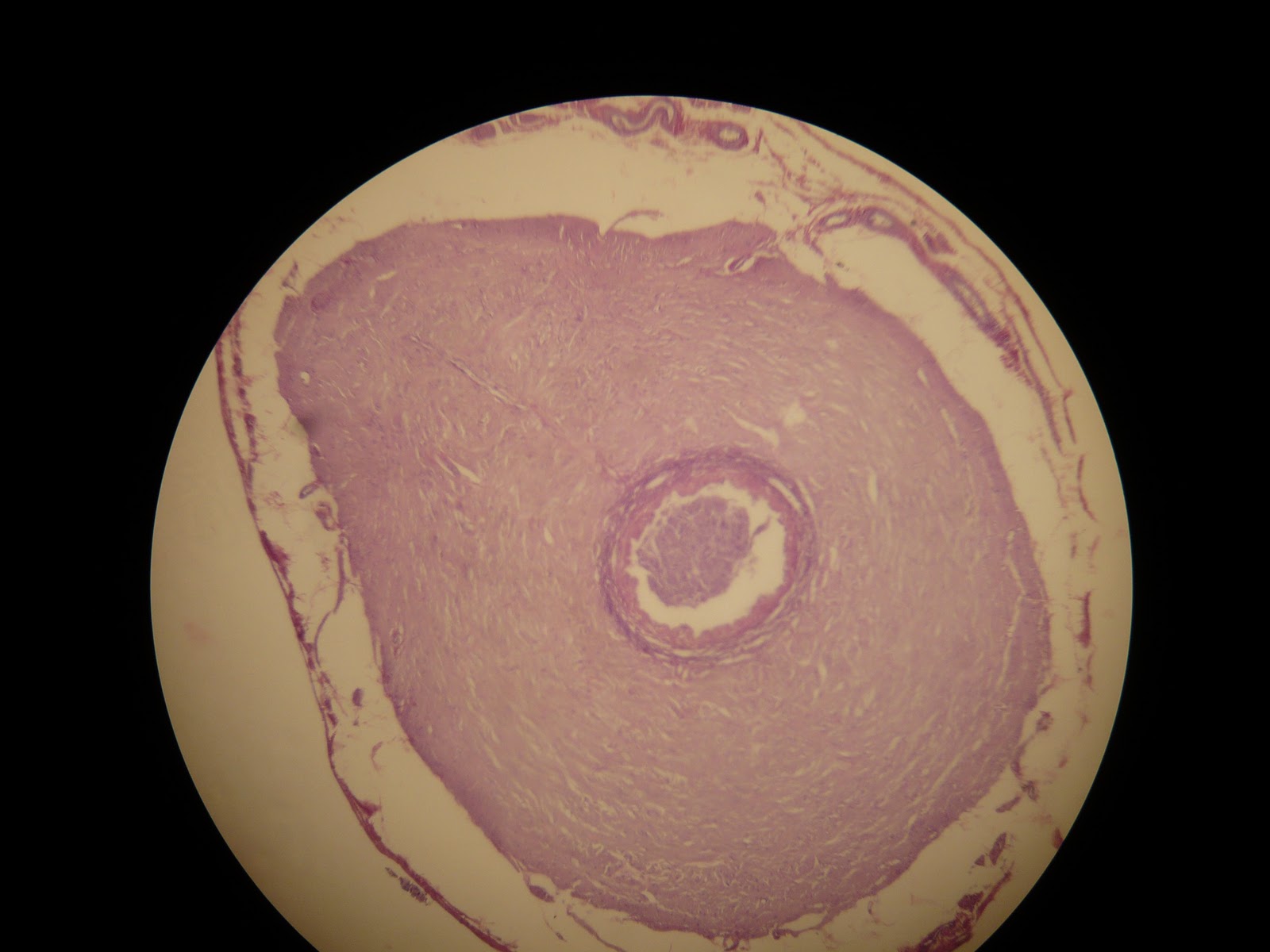 Plantão Médico: Aparato Reproductor Masculino - Parte 1