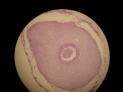 Plantão Médico: Aparato Reproductor Masculino - Parte 1