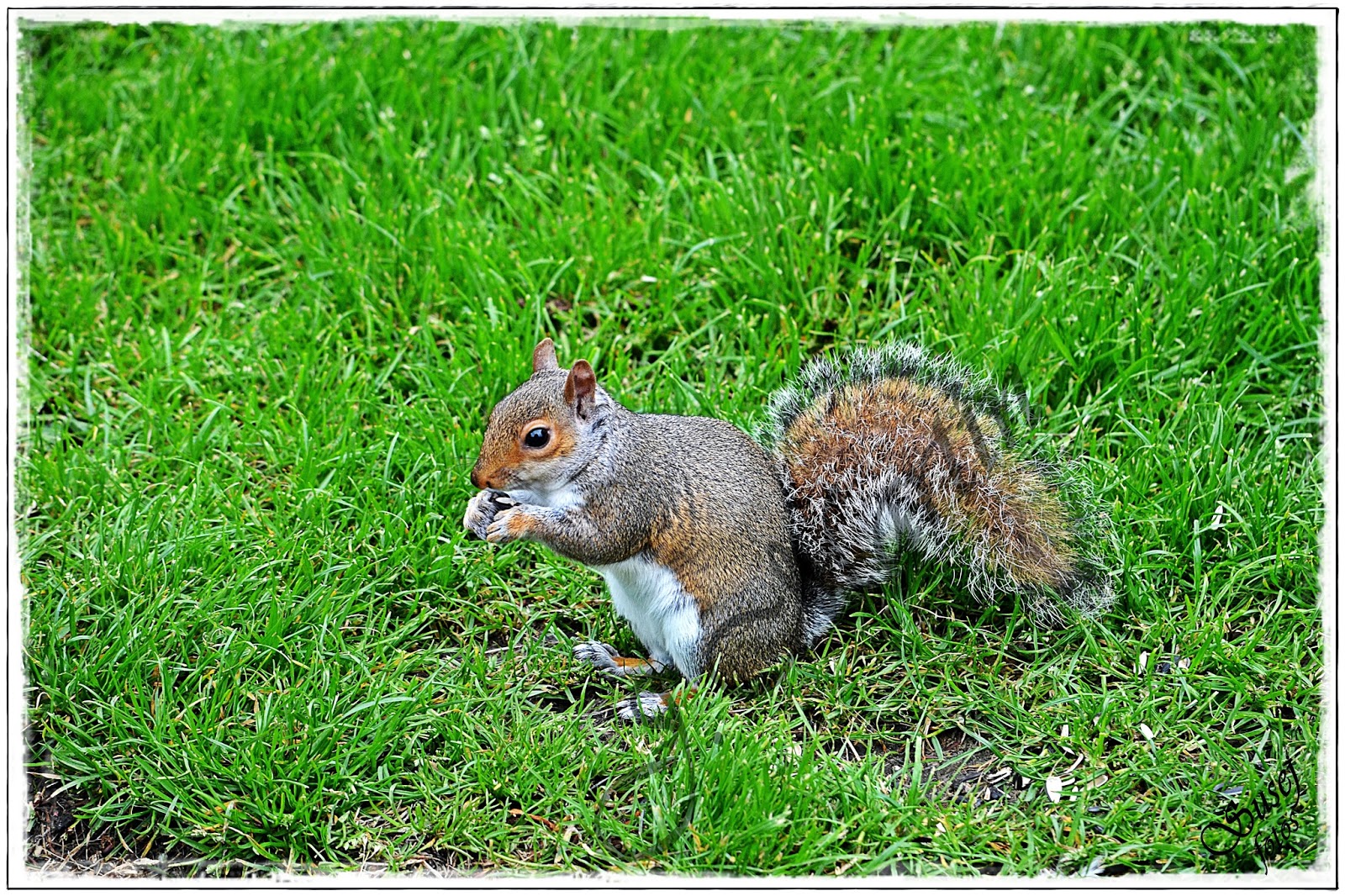 La lata de membrillo: Ardillas en un parque de Londres