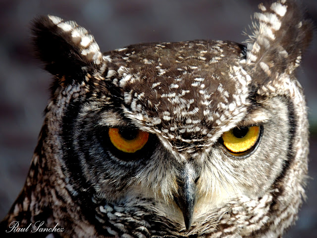 Naturaleza Viva : Buho Africano o búho manchado (Bubo africanus)