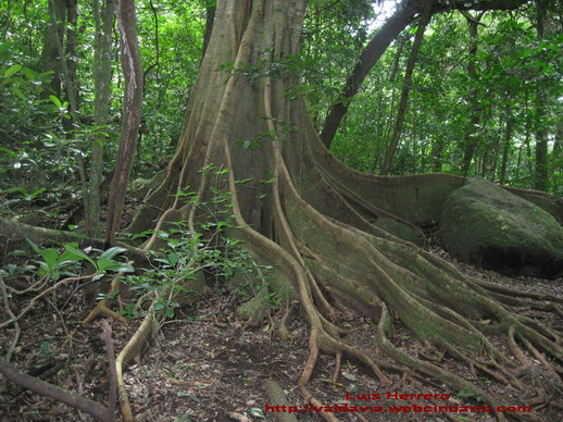 Naturaleza de la Valdavia: Fotos del parque nacional Rincón de la Vieja ...