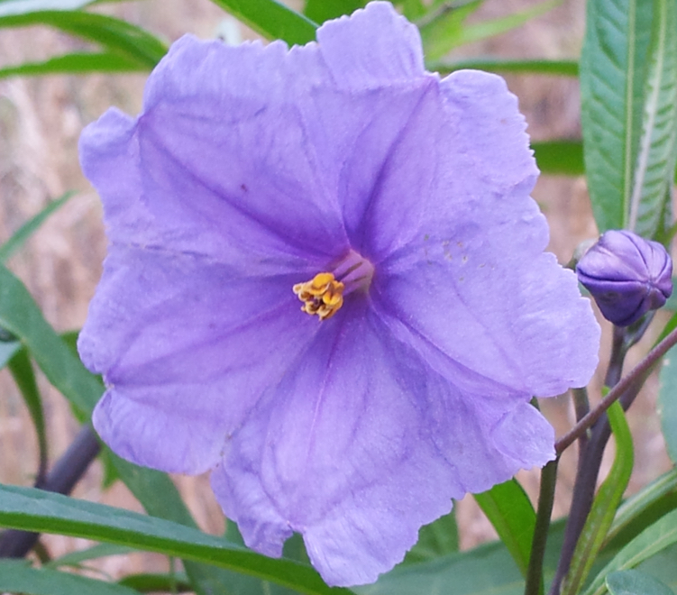 une fleur d'un jour: :: solanum laciniatum