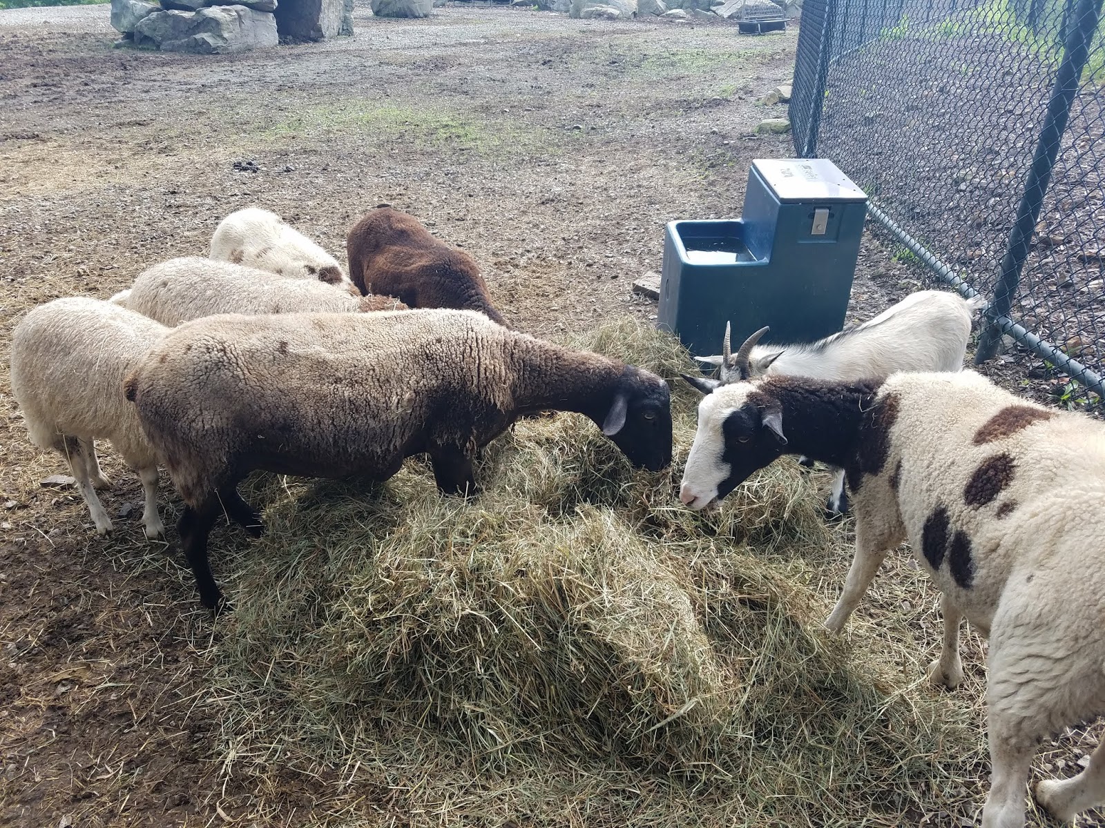 Living Our Bucket List Life: Farmington: Nemacolin Woodlands Zoo ...