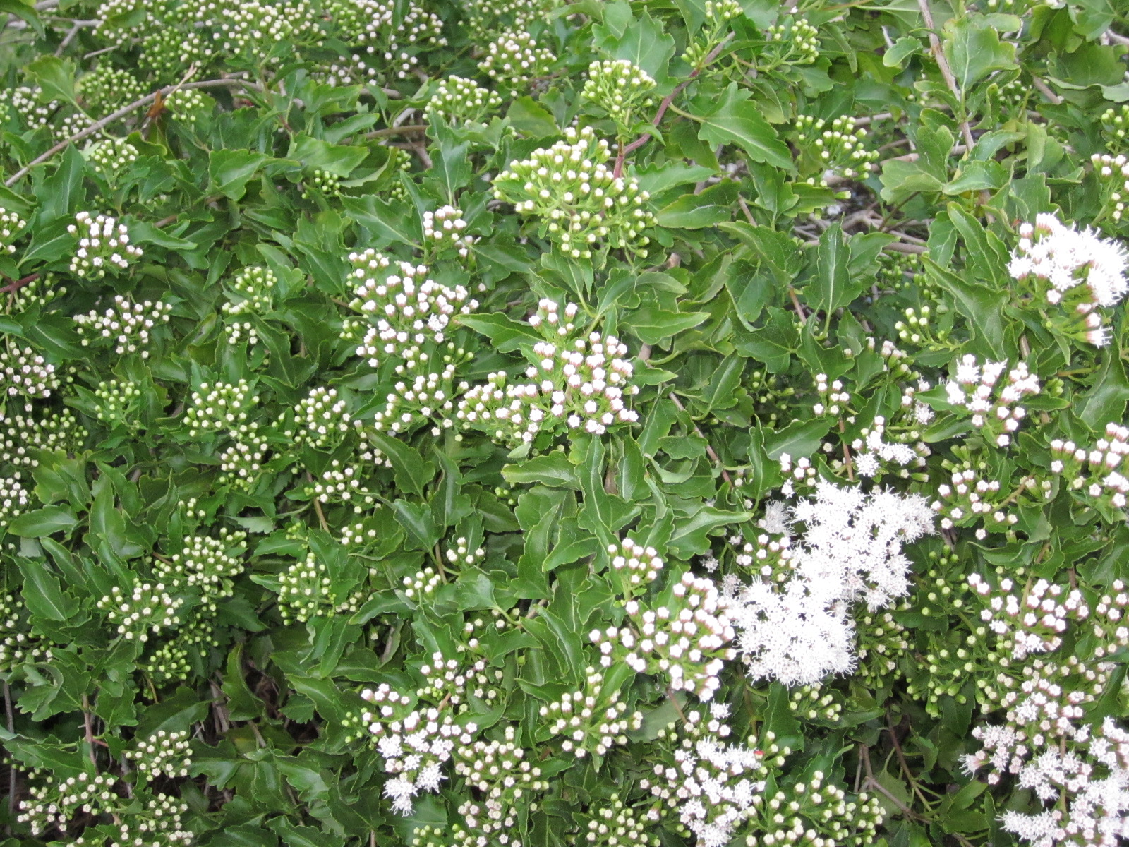 Lisa Bonassin's Garden: What's Blooming Now - White Mist Flower 10/29/2011