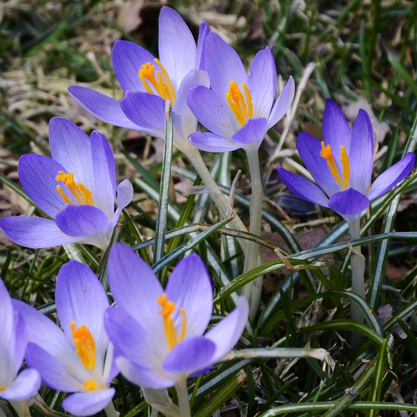 The Nature of Framingham: Easter Flowers, Just in Time!