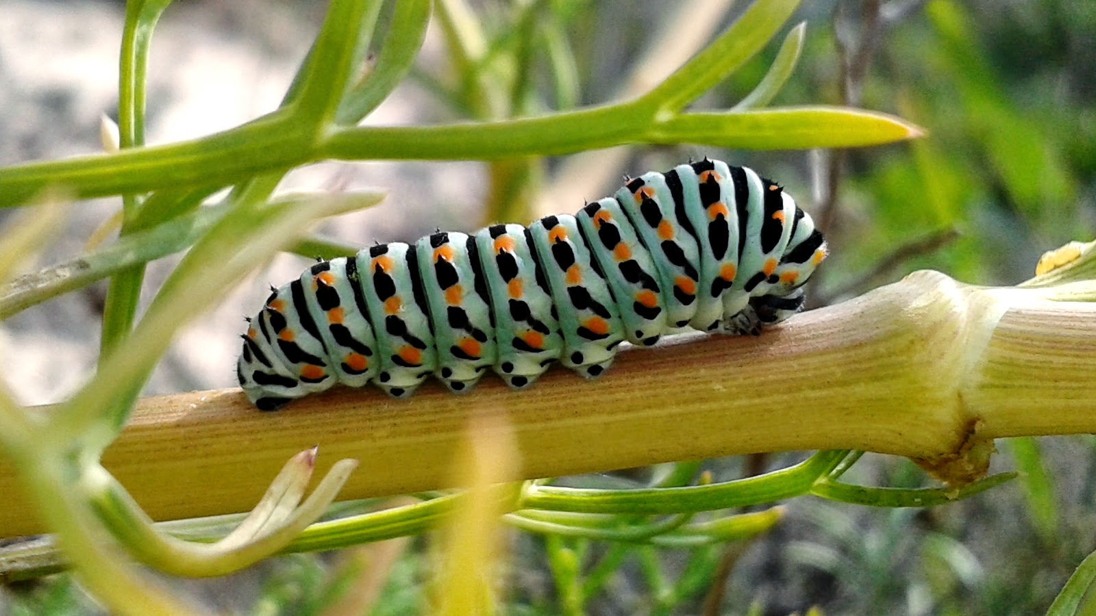 Biodiversidad entomológica de mis salidas al campo: Algunos insectos ...