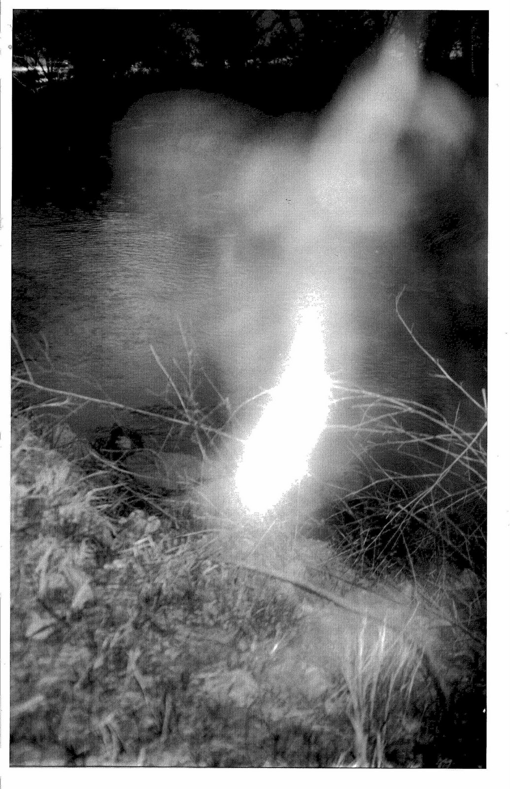 Mind Body Spirit Odyssey: Orbs, What Do You Think?