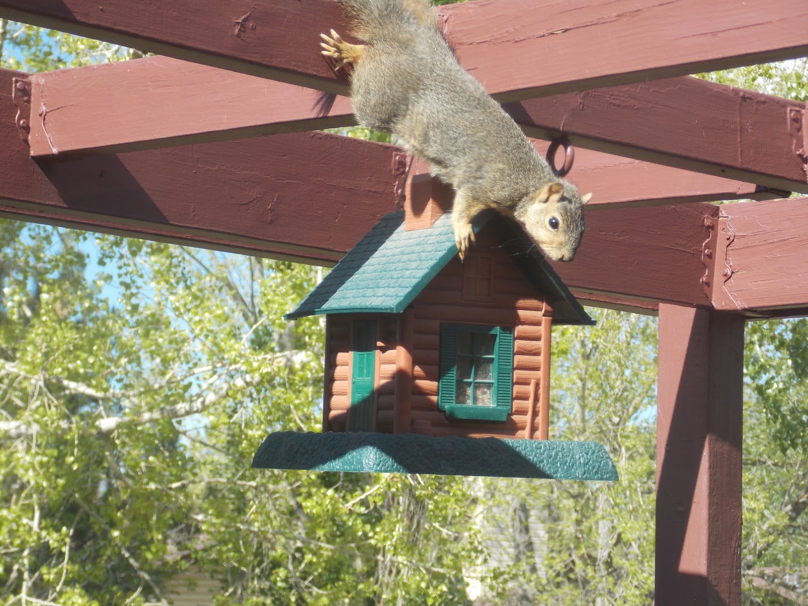 Only the Manager: Bad Squirrel!