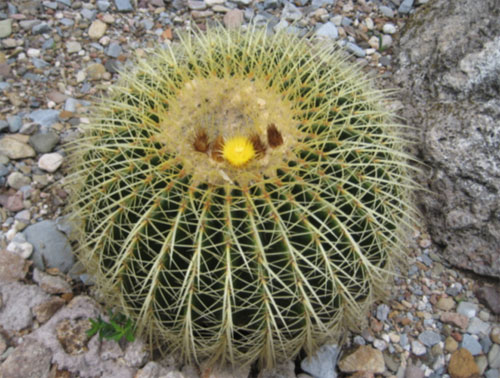 Biocursounam: Las cactáceas