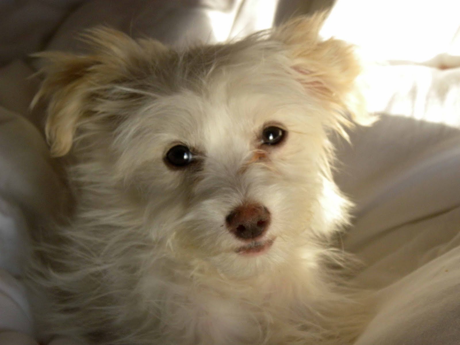 Carnet de loooong séjour: Giga et Desie, nos chiennes malgaches