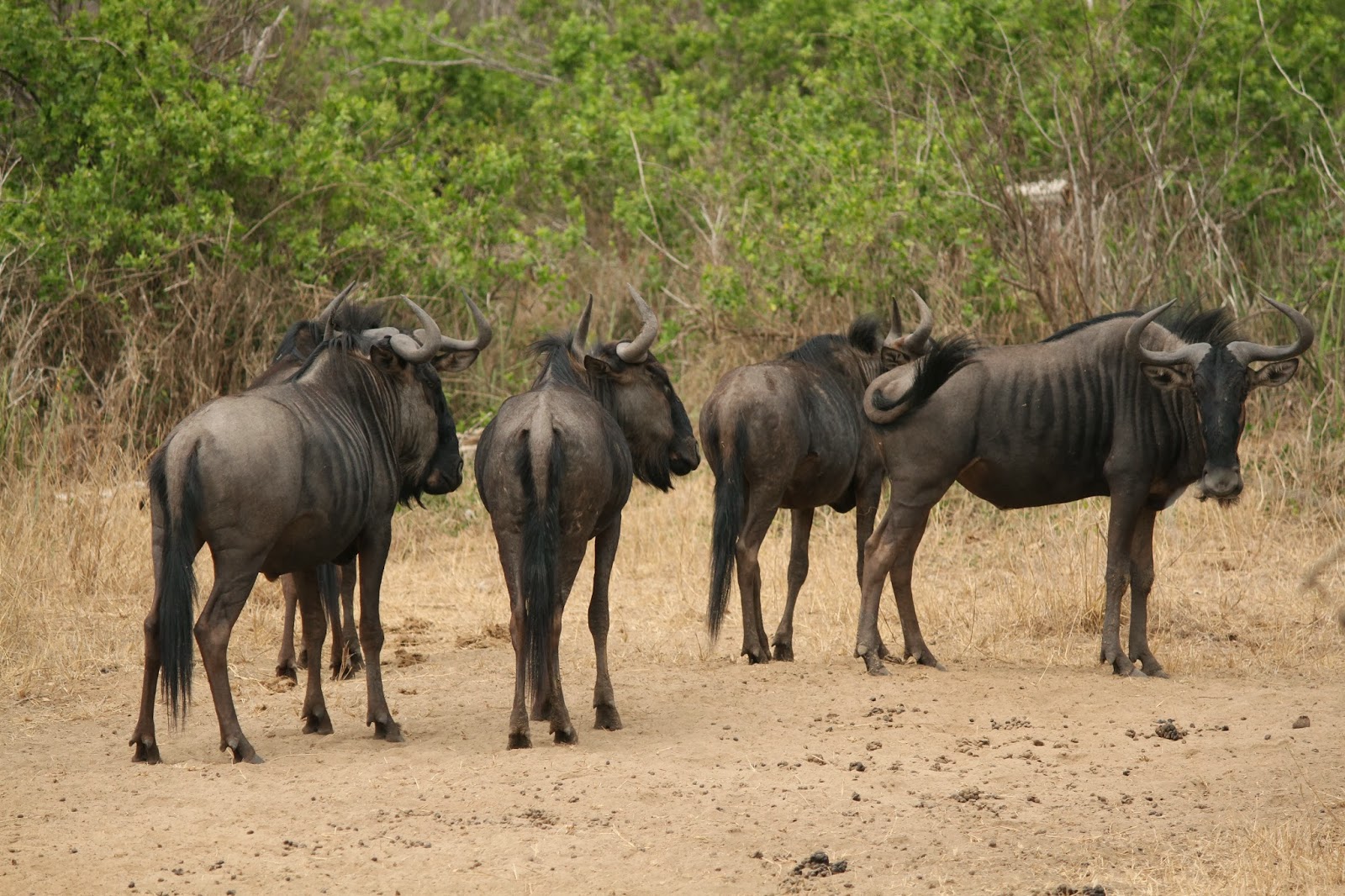 Das coisas que eu vejo: Parque Nacional da Quiçama