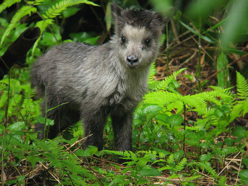 TVL: ANIMAL DA SEMANA - Serow japonês