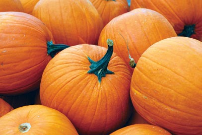 Bundeva - čudesna apoteka