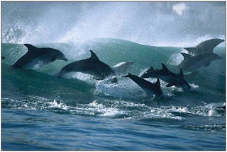 Beautiful Photography Of Dolphins - PICXACT - "Amazing Findings imageblog"