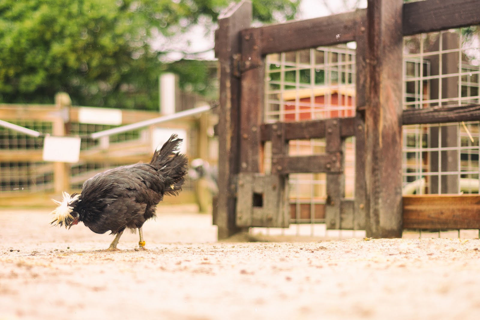 "Mad as a wet hen" nghĩa là gì?
