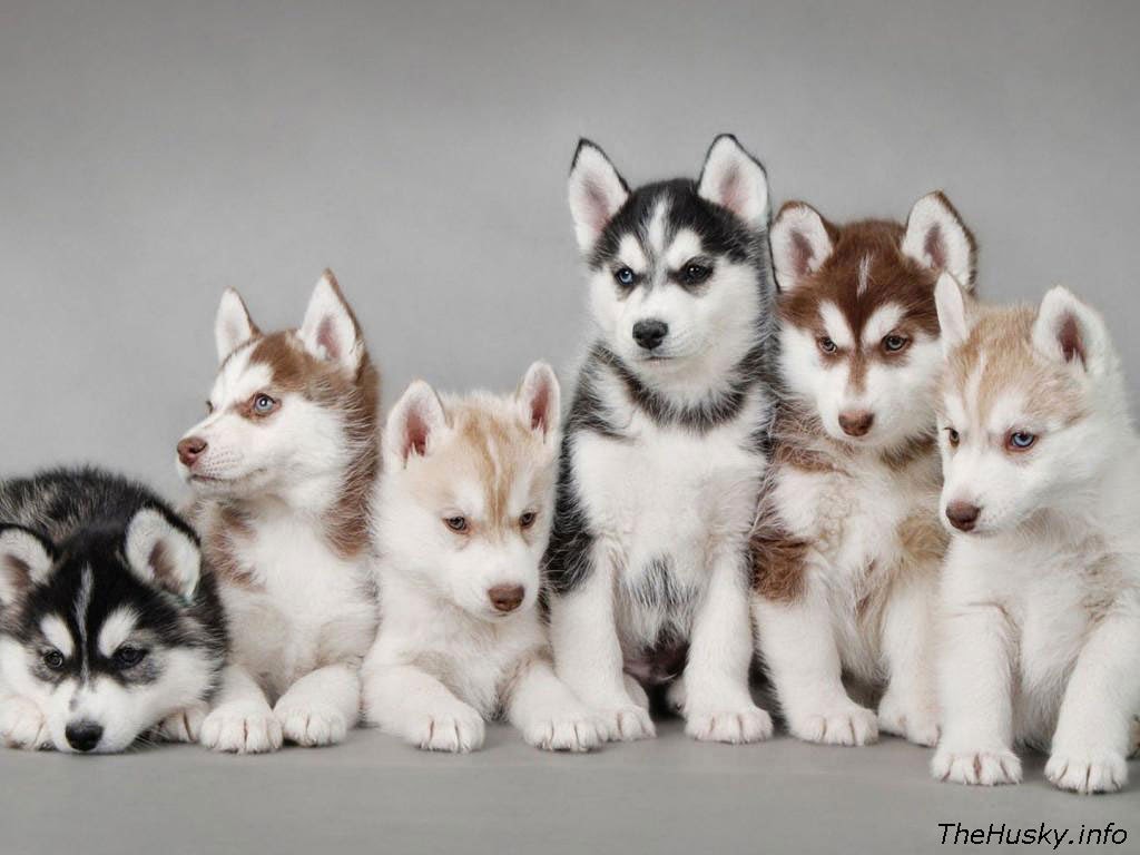 Rules of the Jungle: Husky puppies