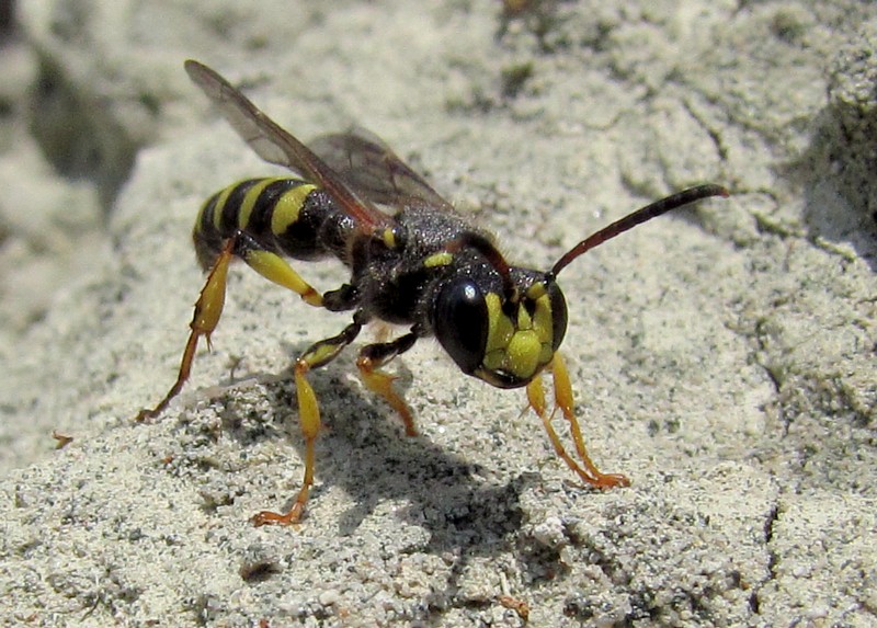 Wildwings and Wanderings: Heath Potter Wasp and Weevil Hunting Wasp