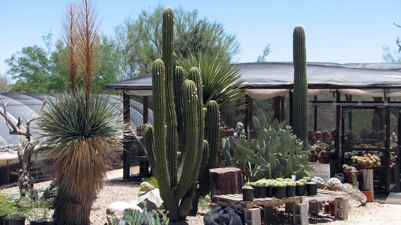 someplace*in*thyme: Part Two Of The Cactus Garden AND Pink Saturday