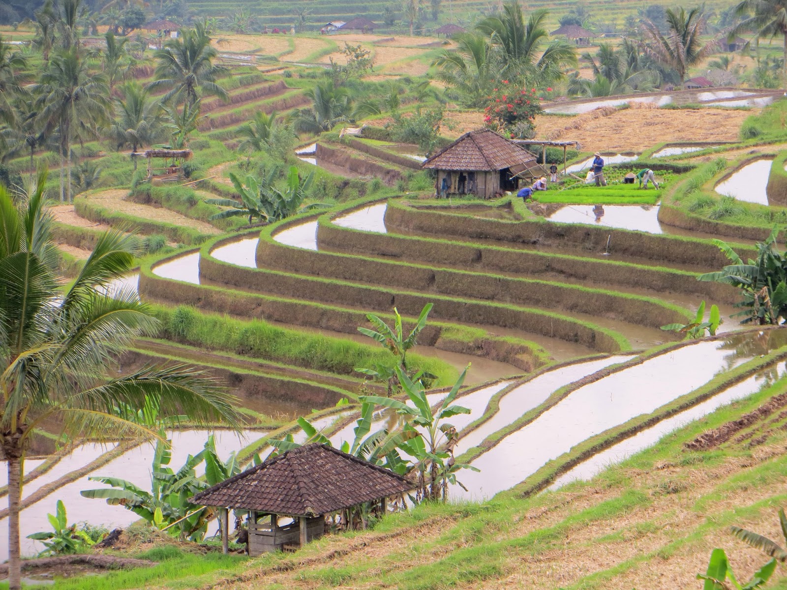 tuscanroad: The Goddess Of Rice